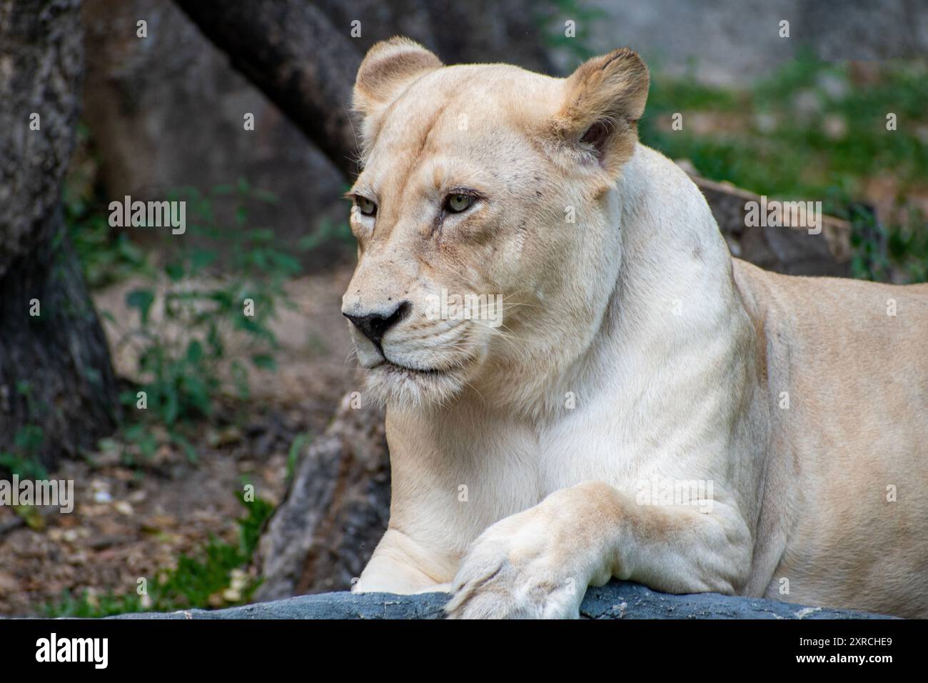 strong lioness relaxing at rock Stock Photo - Alamy