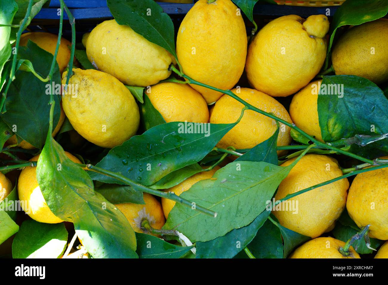 View of fresh Amalfi lemons on the Amalfi Coast in Italy Stock Photo ...