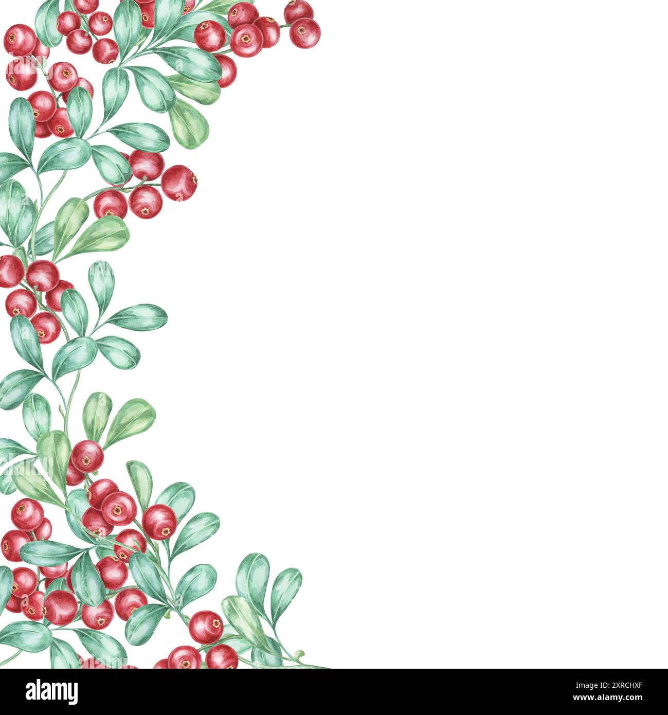 Red berries watercolor with clusters of vibrant cranberries and green ...