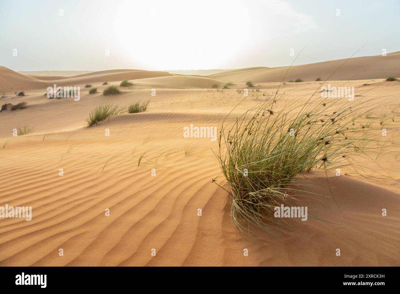 Plants on the sand dunes in the middle of Wahiba desert, Oman Stock ...