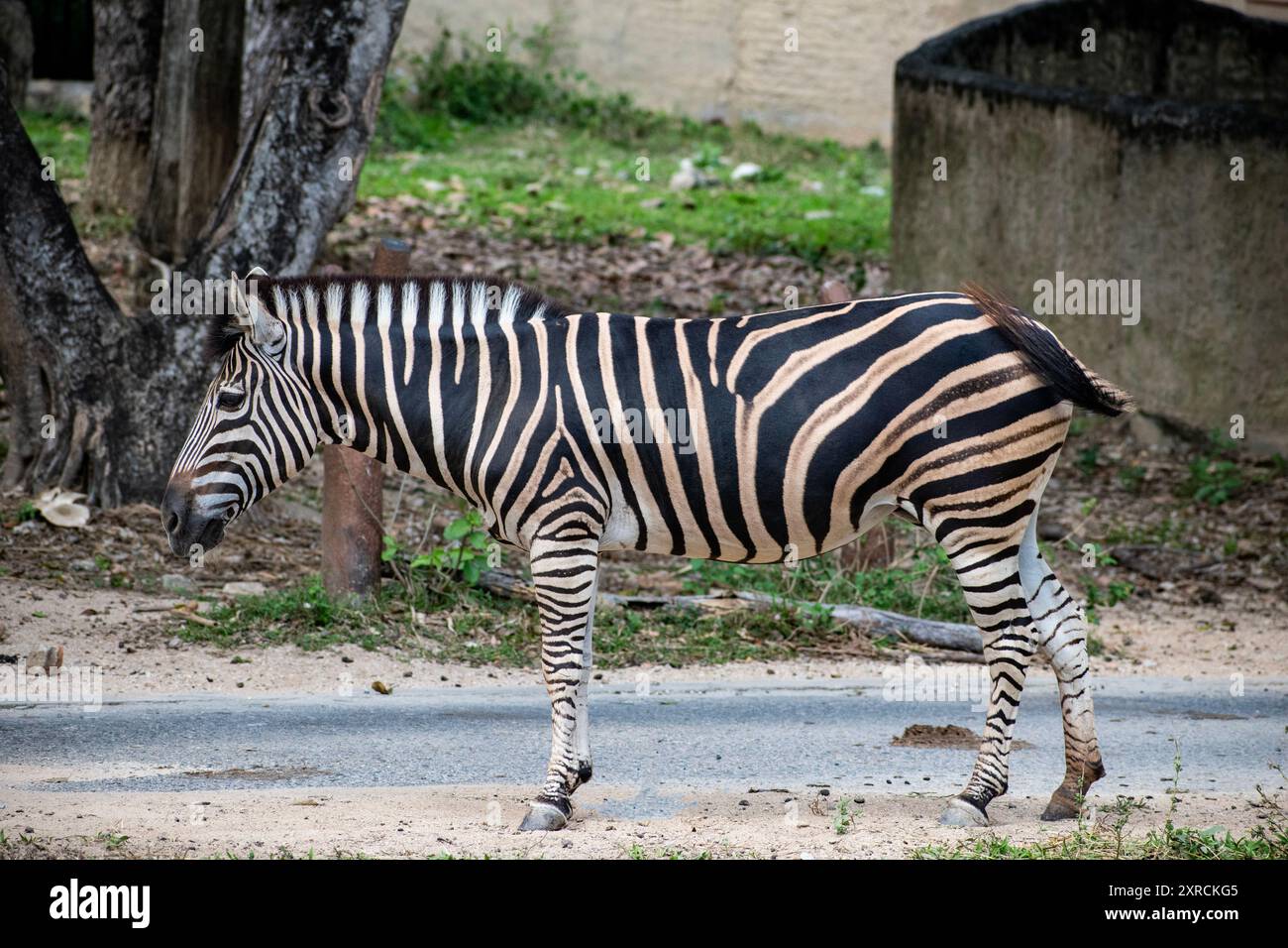 Gorgeous black white zebra hi-res stock photography and images - Alamy