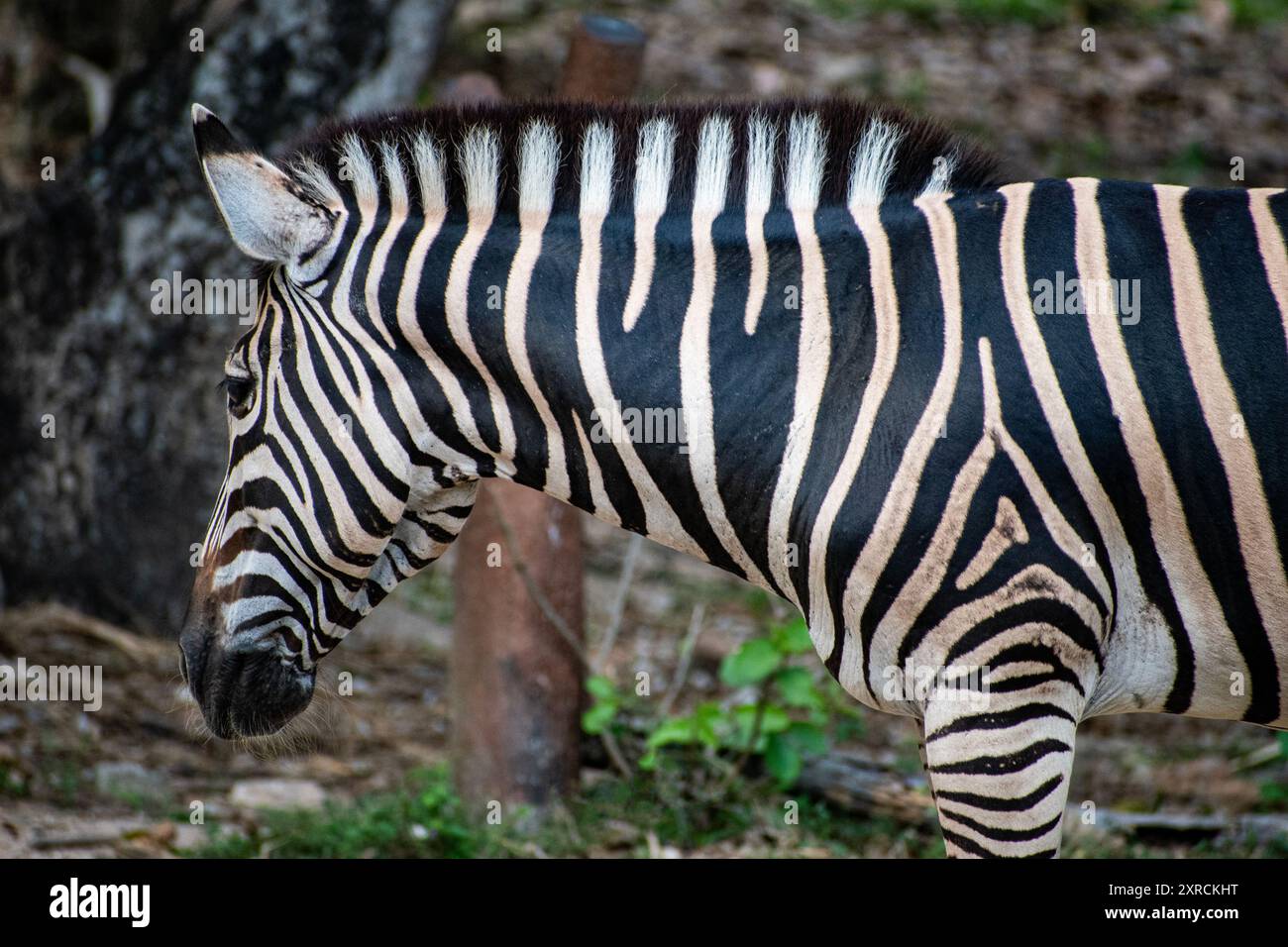 Gorgeous black white zebra hi-res stock photography and images - Alamy