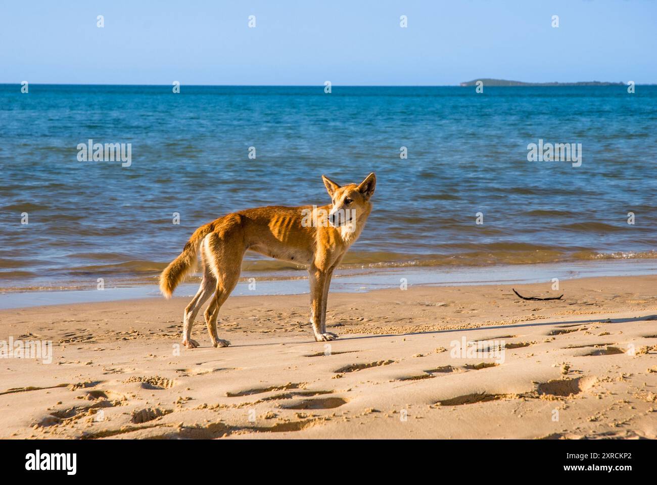 Australian dingo in the beach of Fraser Island - Queensland, Australia ...