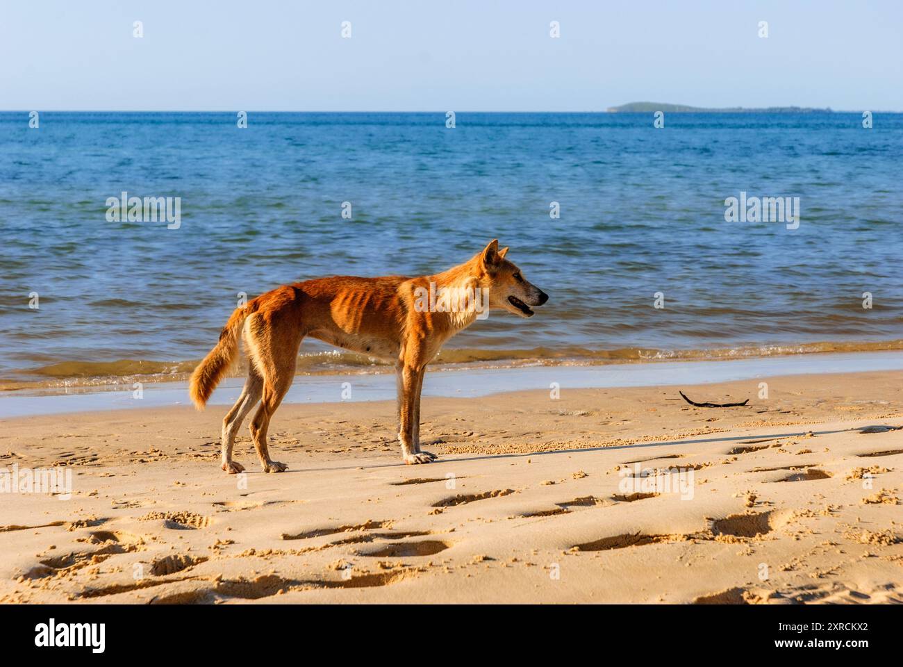Australian dingo in the beach of Fraser Island - Queensland, Australia ...