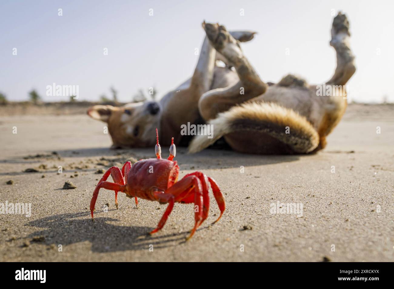 A red ghost crab and a stray dog enjoy a beach free from tourists in Cox's Bazar in Bangladesh ...