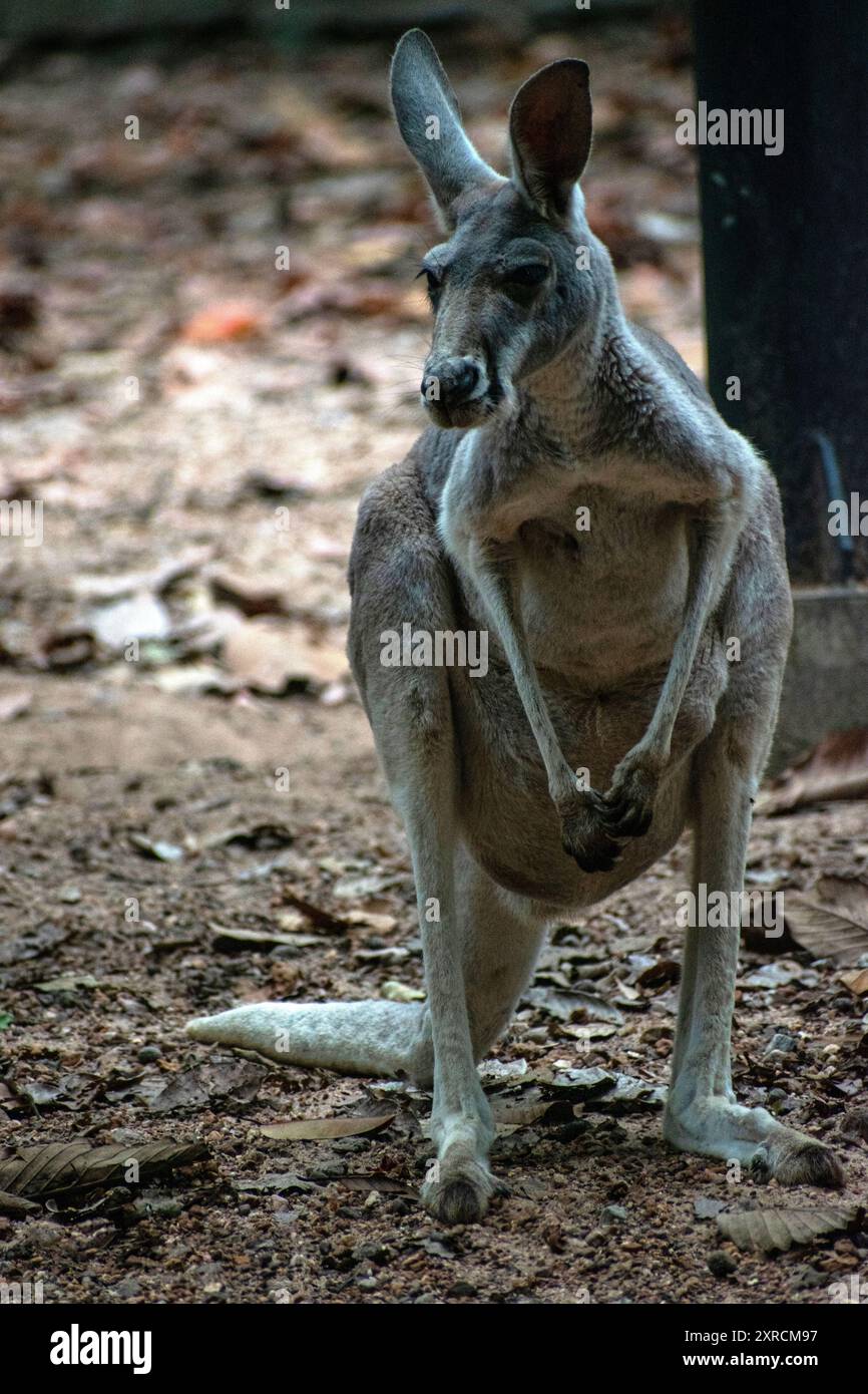 Wild Kangaroo standing and observe Stock Photo - Alamy