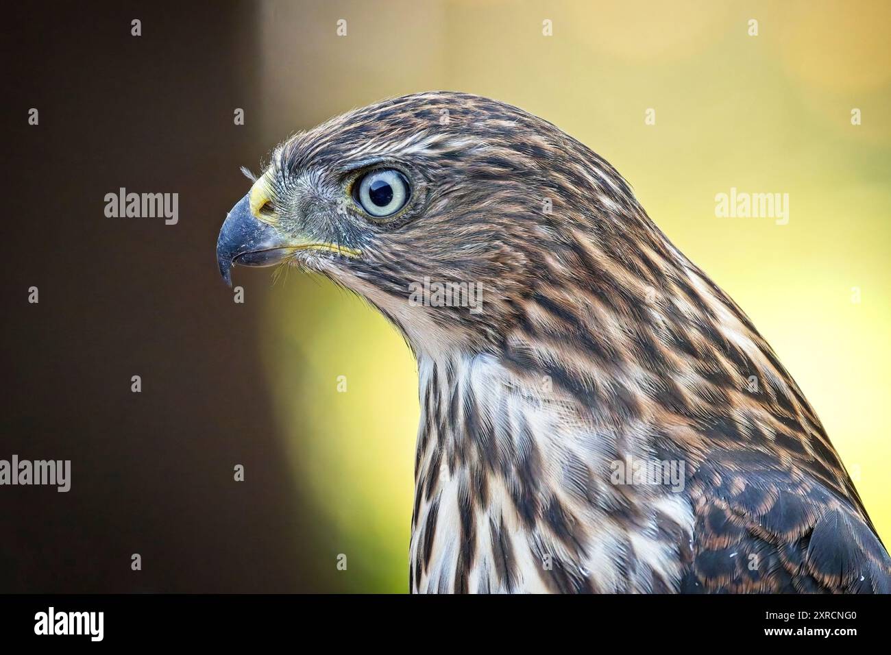 A close up portraiture of a cooper's hawk located in north Idaho Stock ...