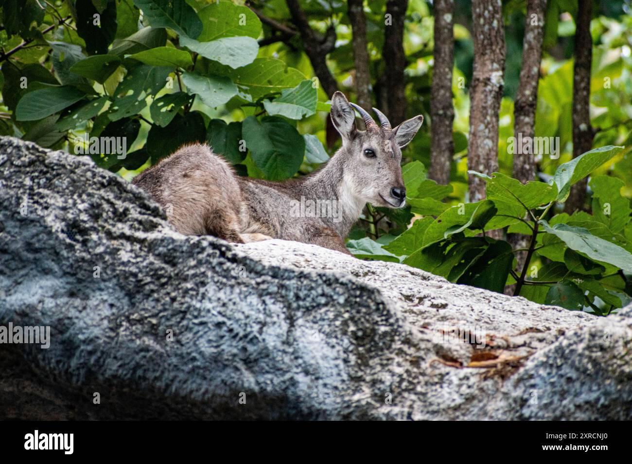Goral thailand hi-res stock photography and images - Alamy