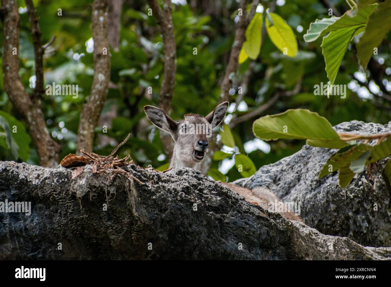 Goral thailand hi-res stock photography and images - Alamy