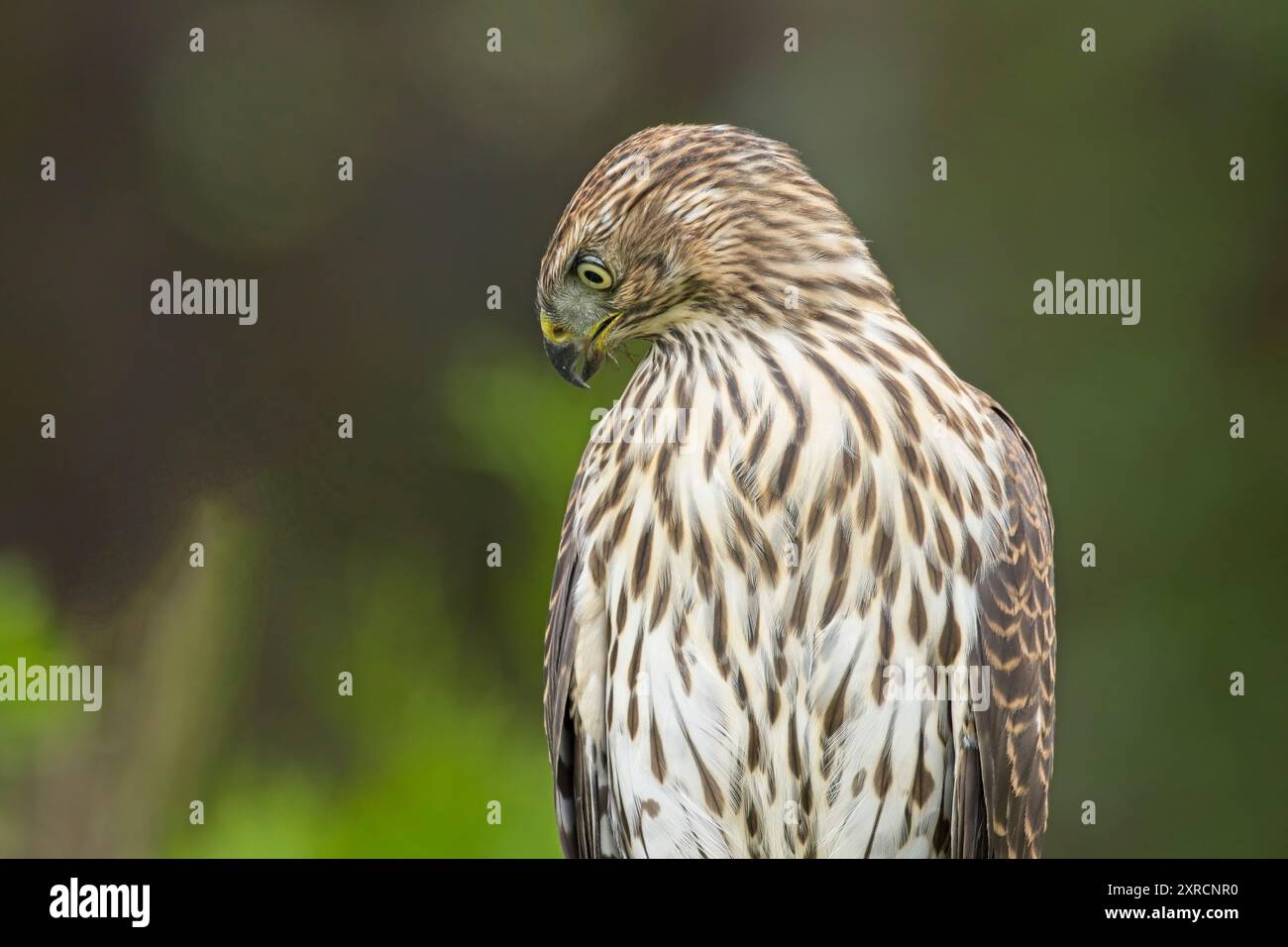 A close up portraiture of a pretty cooper's hawk in north Idaho Stock ...