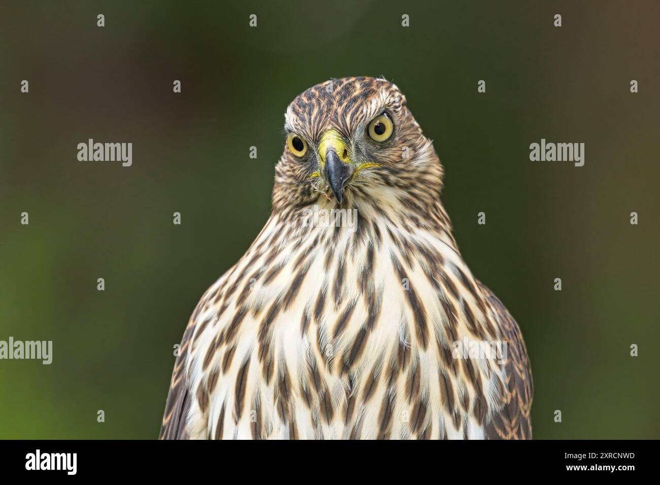 A close up portraiture of a pretty cooper's hawk in north Idaho Stock ...
