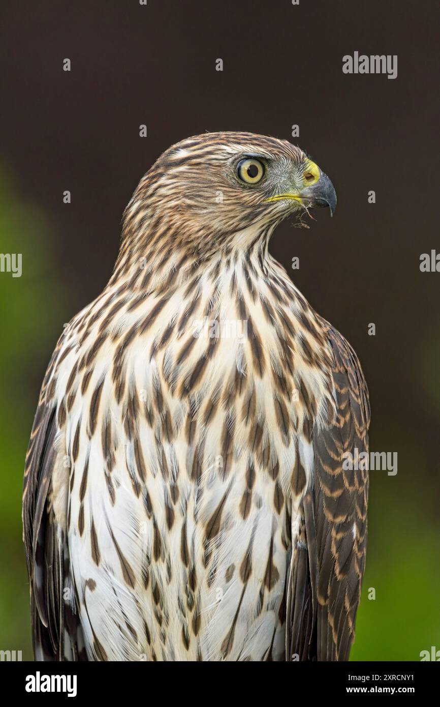 A close up portraiture of a pretty cooper's hawk in north Idaho Stock ...