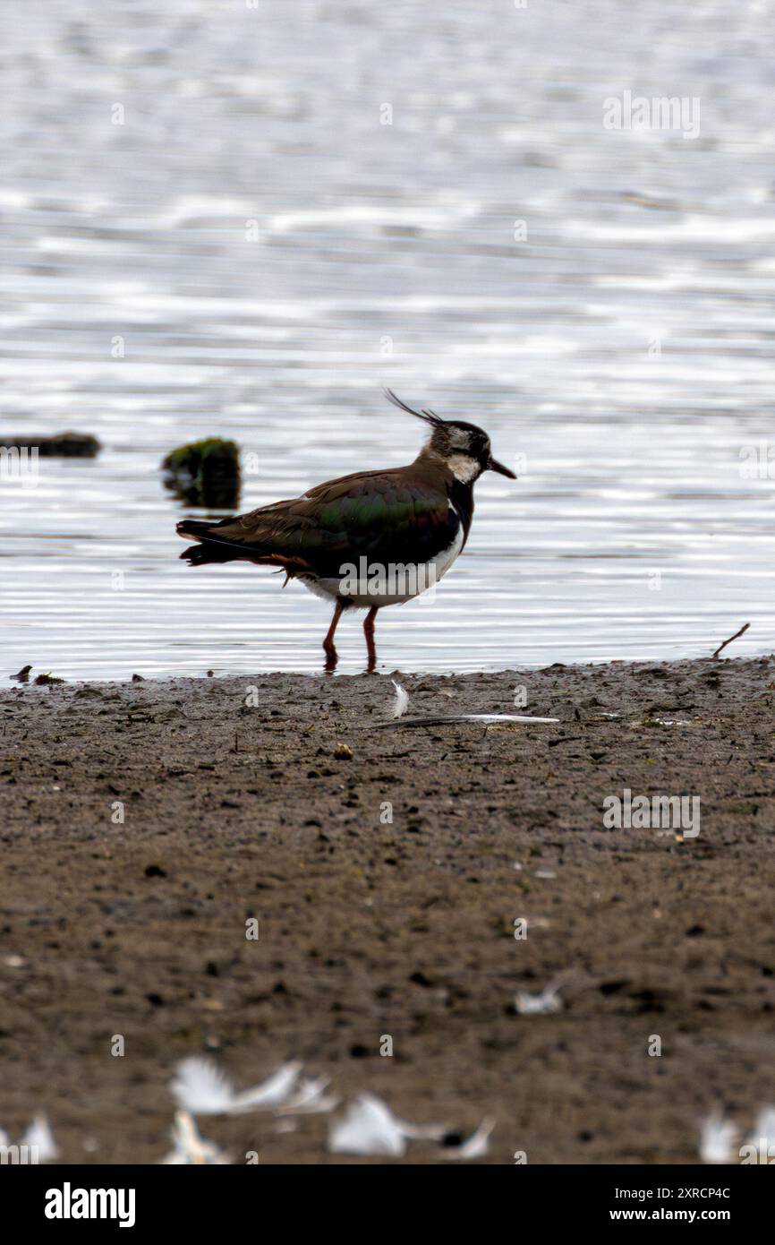 Northern lapwing observed at Swords Estuary, Dublin. Feeds on insects ...