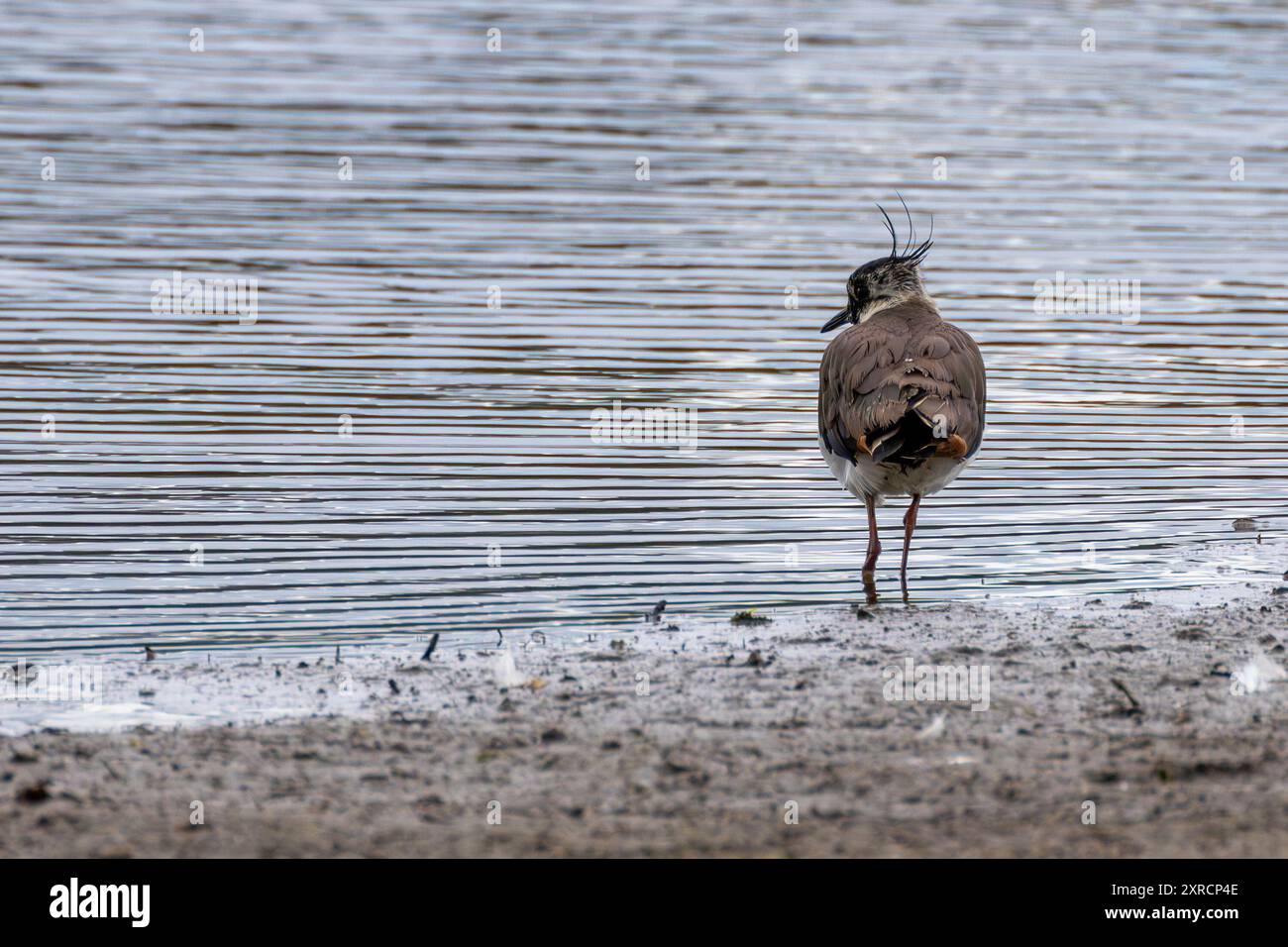 Northern lapwing observed at Swords Estuary, Dublin. Feeds on insects ...