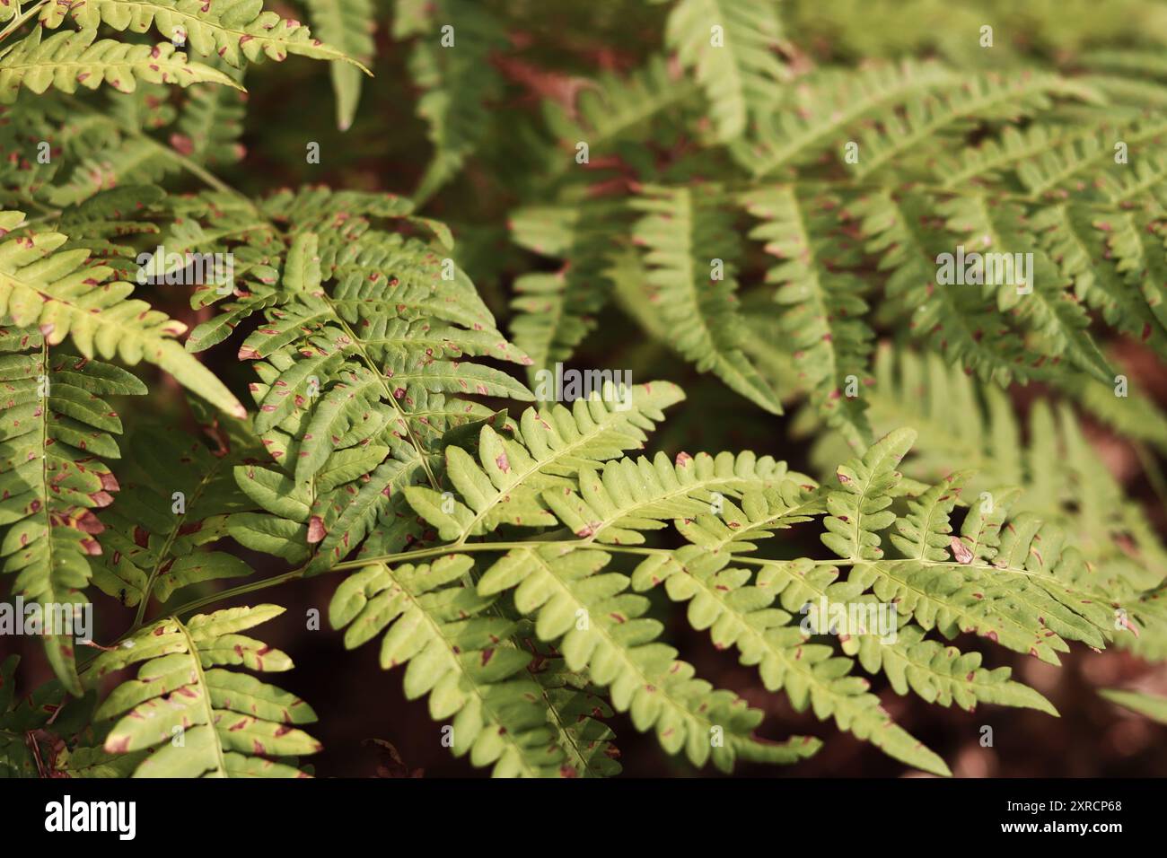 Green fern leaves with spots. Ferns in the forest in summer, close-up ...