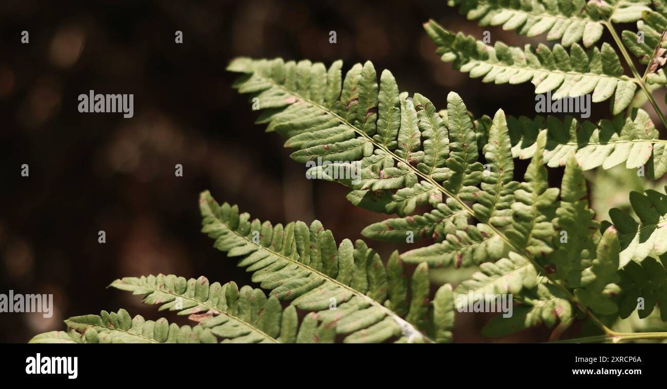 Green fern leaves with spots. Ferns in the forest in summer, close-up ...
