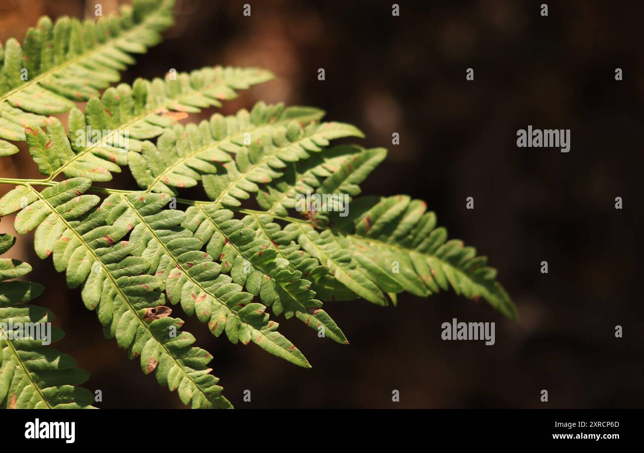 Green fern leaves with spots. Ferns in the forest in summer, close-up ...