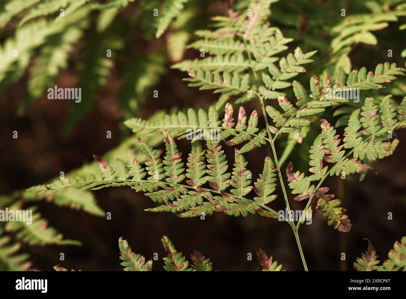 Green fern leaves with spots. Ferns in the forest in summer, close-up ...