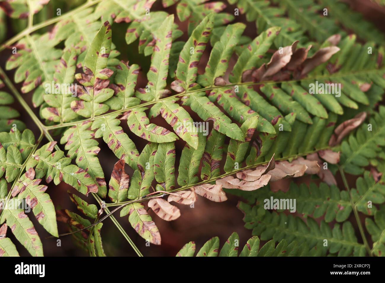 Fern leaves with brown spots. Ferns in the forest in summer, close-up ...