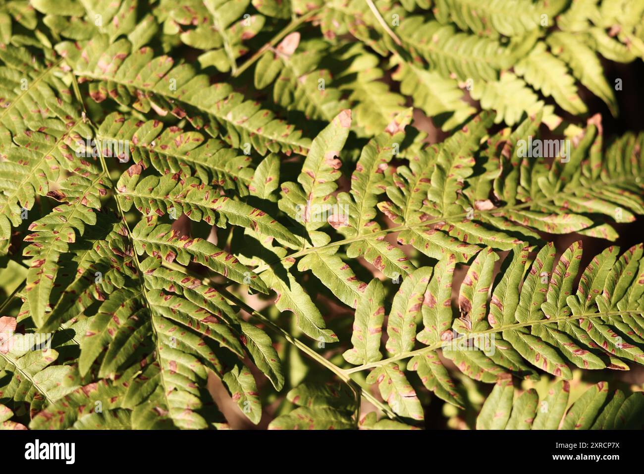 Fern leaves with brown spots. Ferns in the forest in summer, close-up ...