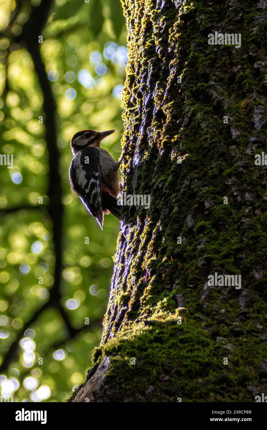 Great spotted woodpecker observed in the English Gardens, Munich. Feeds ...