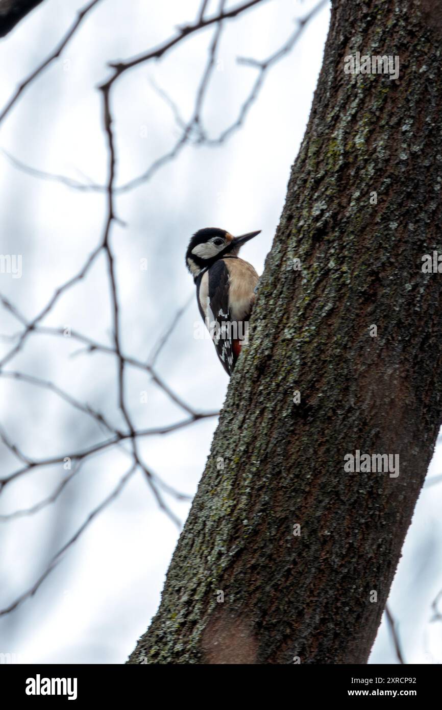 Great spotted woodpecker observed in the English Gardens, Munich. Feeds ...
