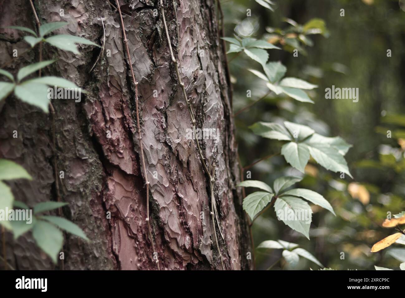 Pine trunk covered with a vine with five-leaf grapes. A tree covered ...