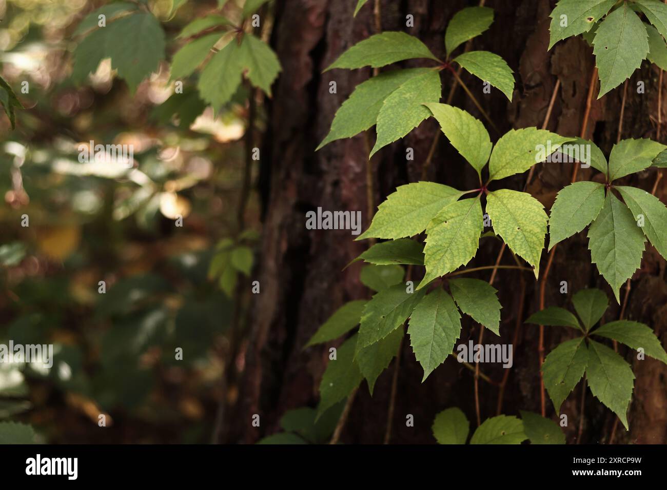 Five trunk hi-res stock photography and images - Alamy