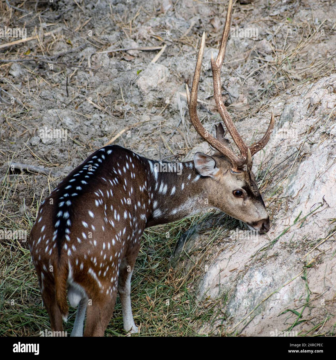 Beautiful shot spotted deer hi-res stock photography and images - Alamy