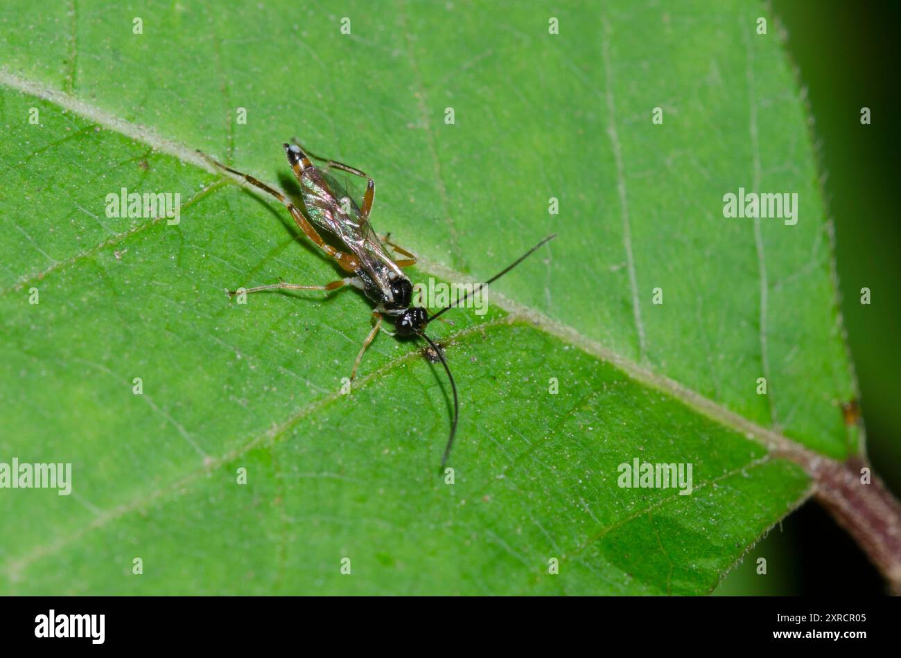 Ichneumon Wasp, Family Ichneumonidae Stock Photo - Alamy