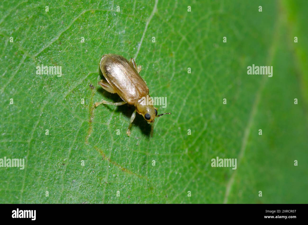 Flea Beetle, Systena marginalis Stock Photo - Alamy