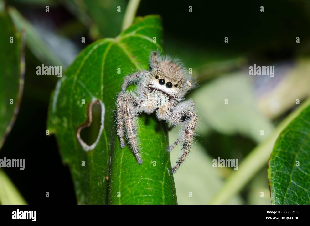 Jumping Spider, Phidippus sp Stock Photo - Alamy