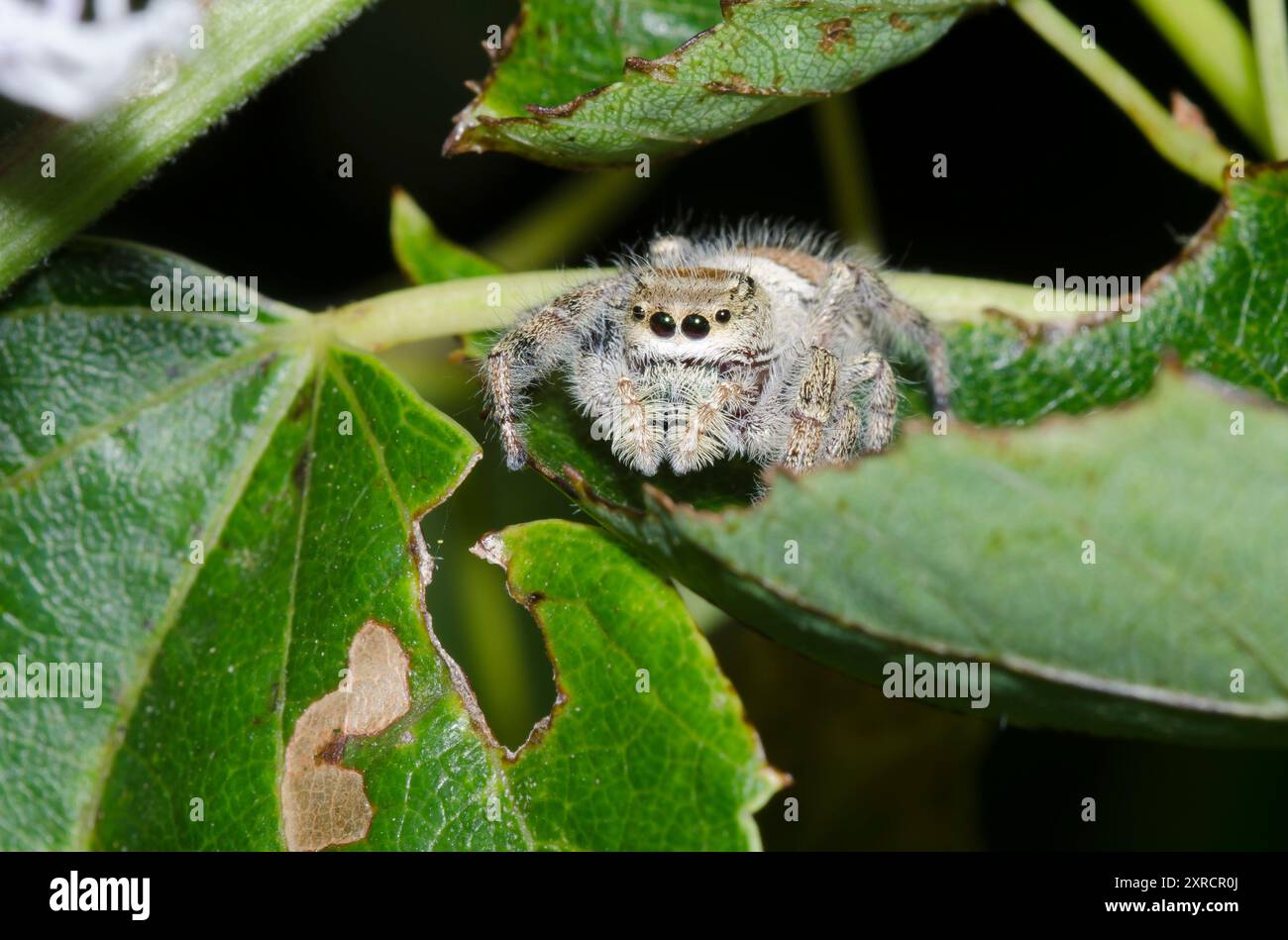 Jumping Spider, Phidippus sp Stock Photo - Alamy