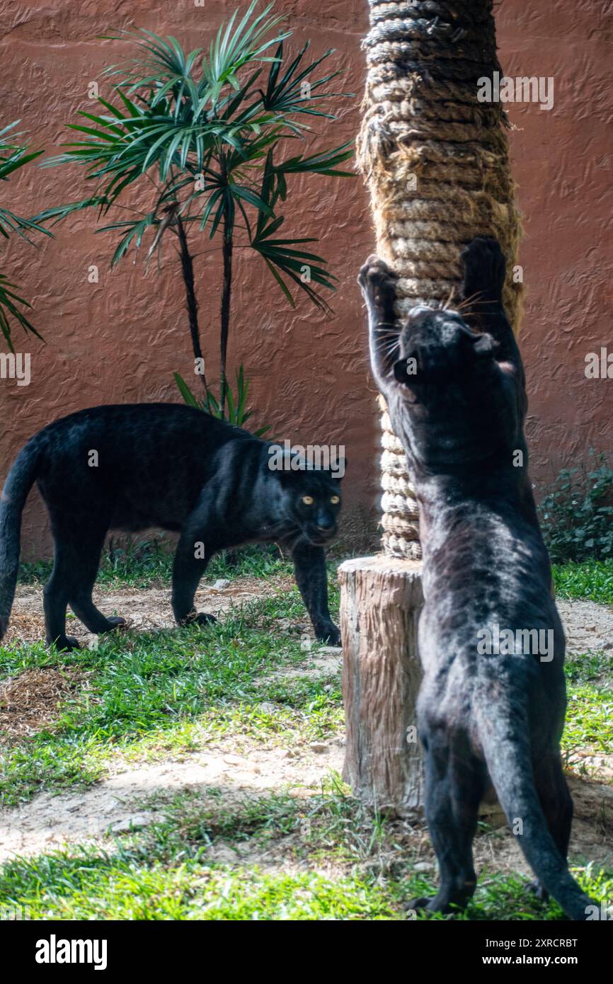 Black panther tree hi-res stock photography and images - Alamy