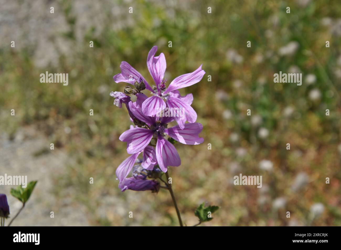 Malva sylvestris grass hi-res stock photography and images - Alamy