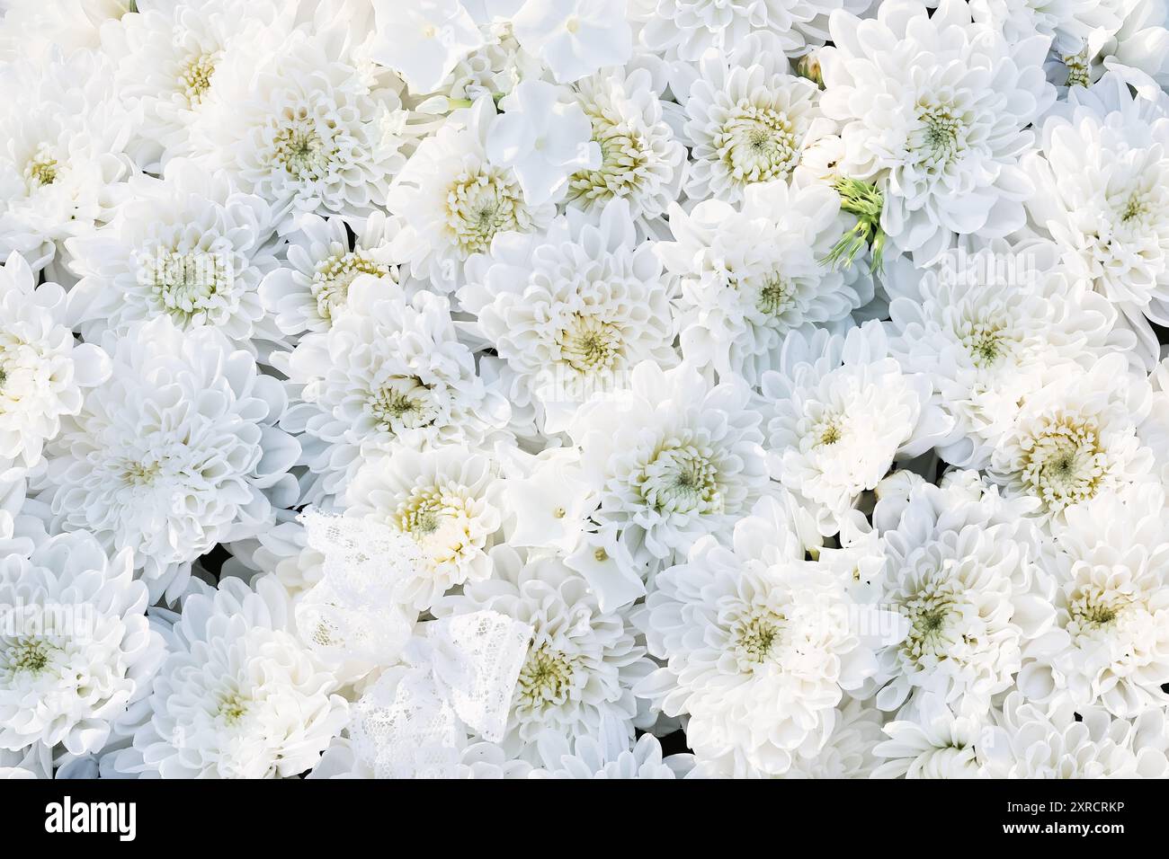 White chrysanthemum flowers background. Mothers day, Valentines Day ...