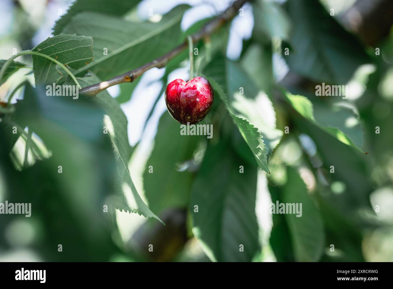cherry hanging on the tree in the farm Stock Photo - Alamy