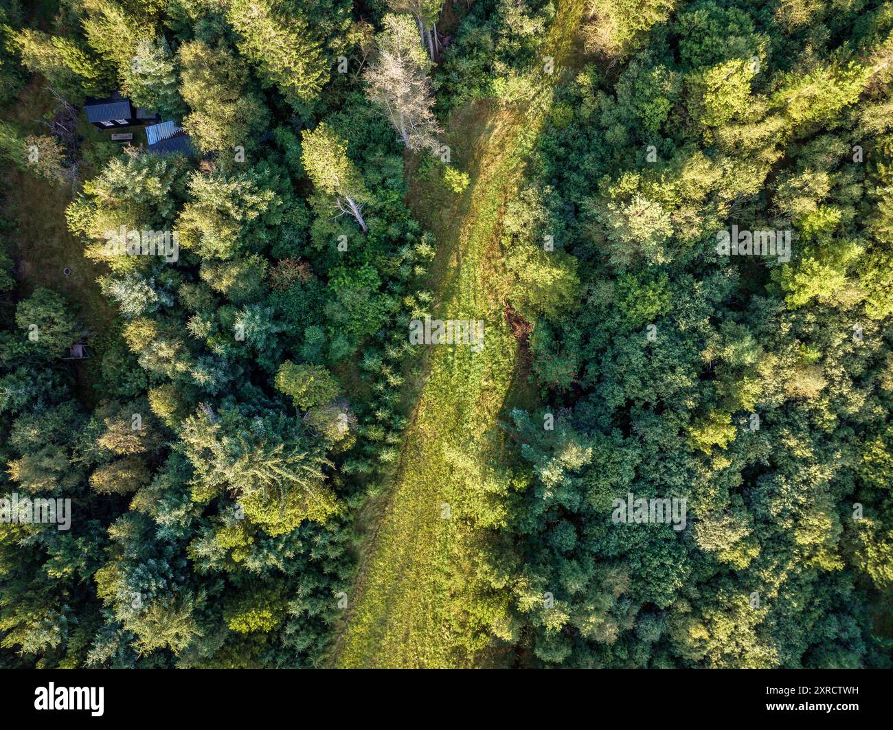 Aerial view of path through a green forest in Jutland, northern Denmark ...