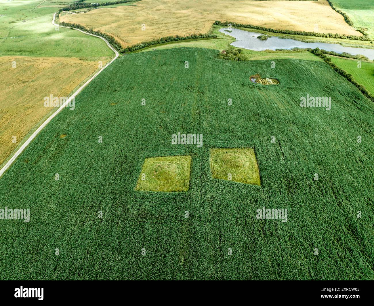 Ancient burial mounds in a farmer's field in Jutland, northern Denmark ...