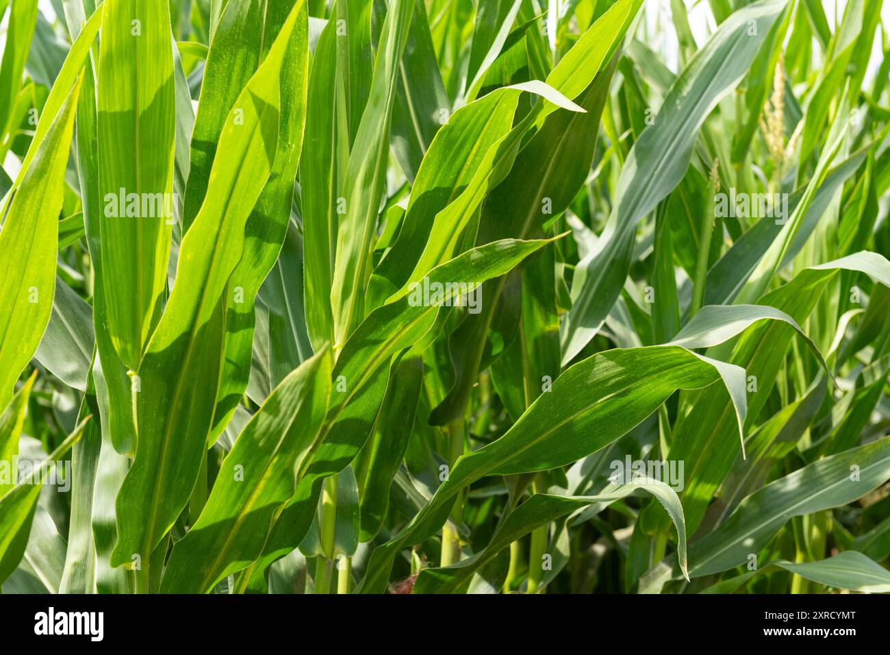 Mature corn plants hi-res stock photography and images - Alamy