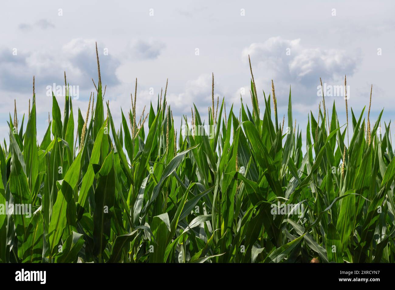 Plants green sweet corn hi-res stock photography and images - Alamy