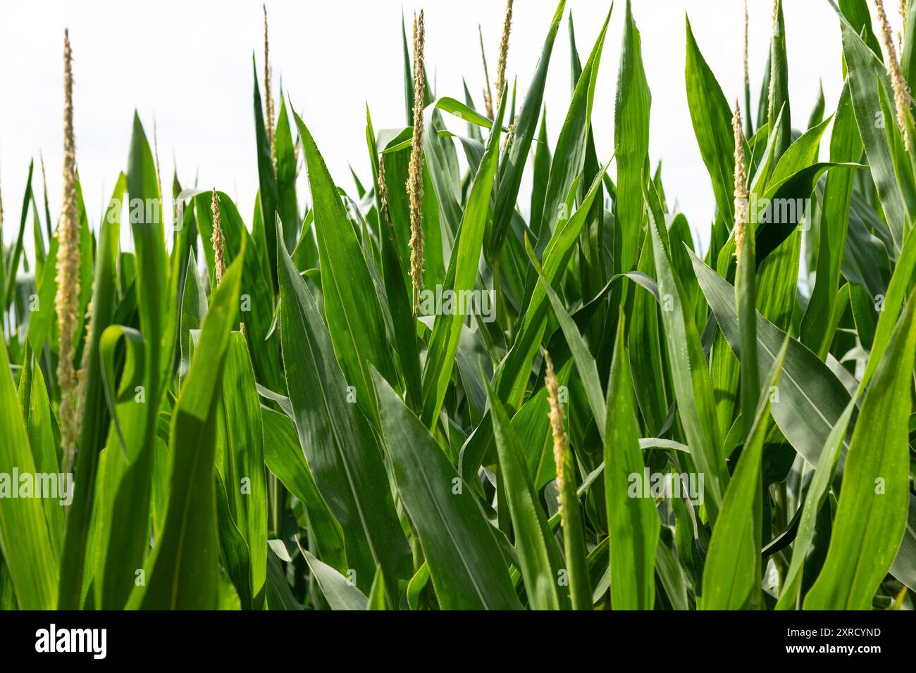Corn plants in corn field with a white background Stock Photo - Alamy