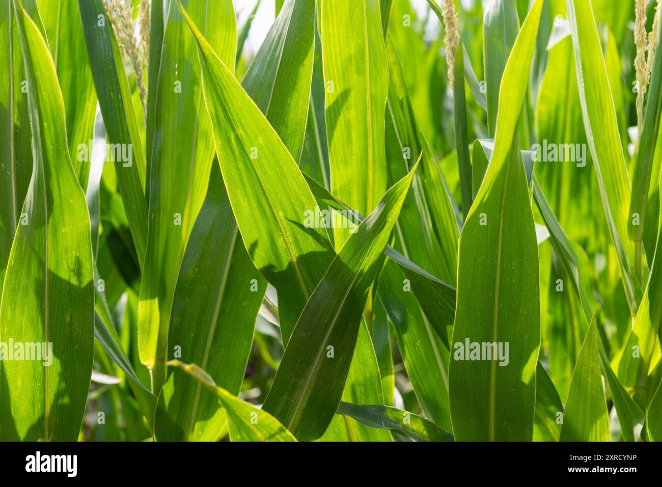 Mature corn plants hi-res stock photography and images - Alamy
