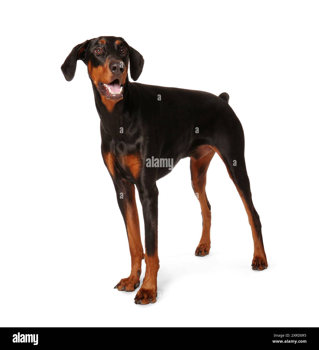 Cute Dobermann dog on white background Stock Photo - Alamy