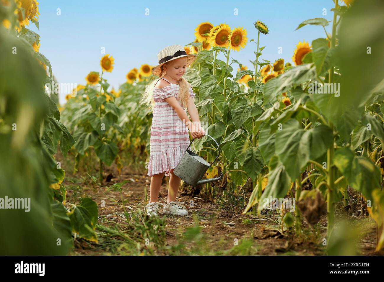 Cute little girl watering sunflowers in field Stock Photo - Alamy
