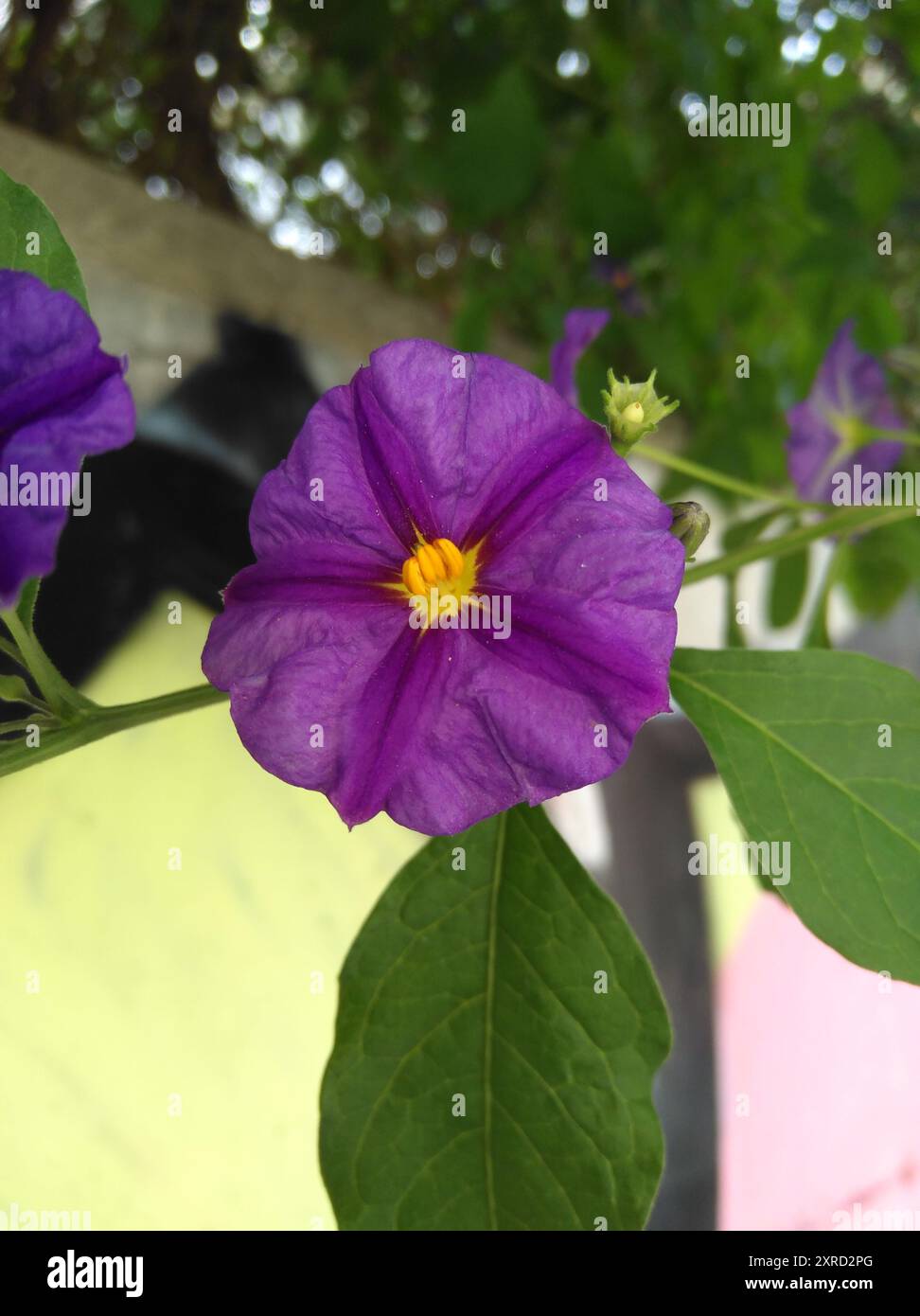 The beautiful Solano Bush flower in the gardens Stock Photo - Alamy