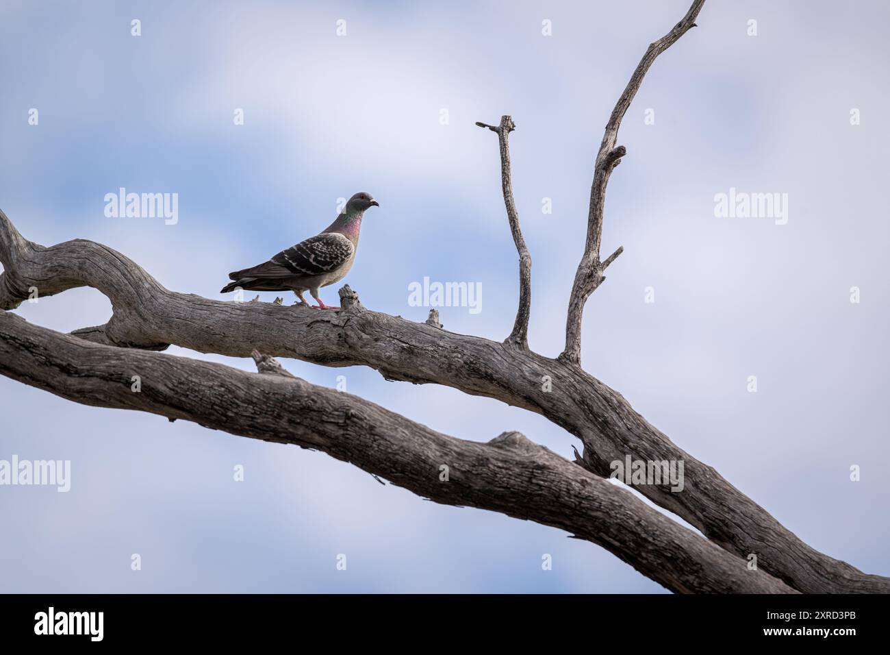 A single Rock dove is warily perched on a dead tree branch Stock Photo ...