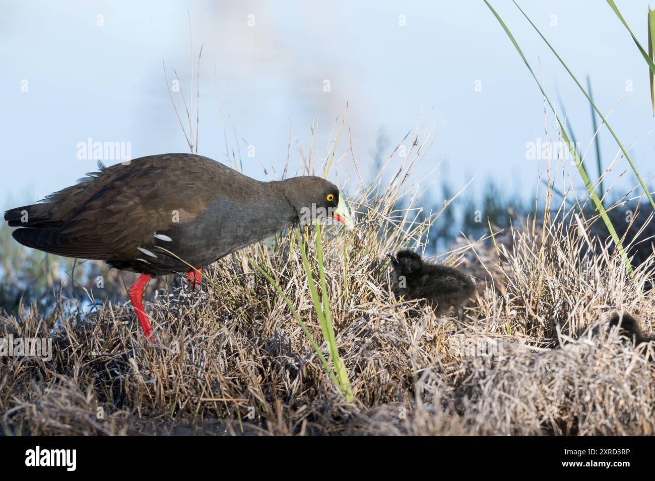 A Black-tailed nativehen parent feeding a single hatchling in the light ...