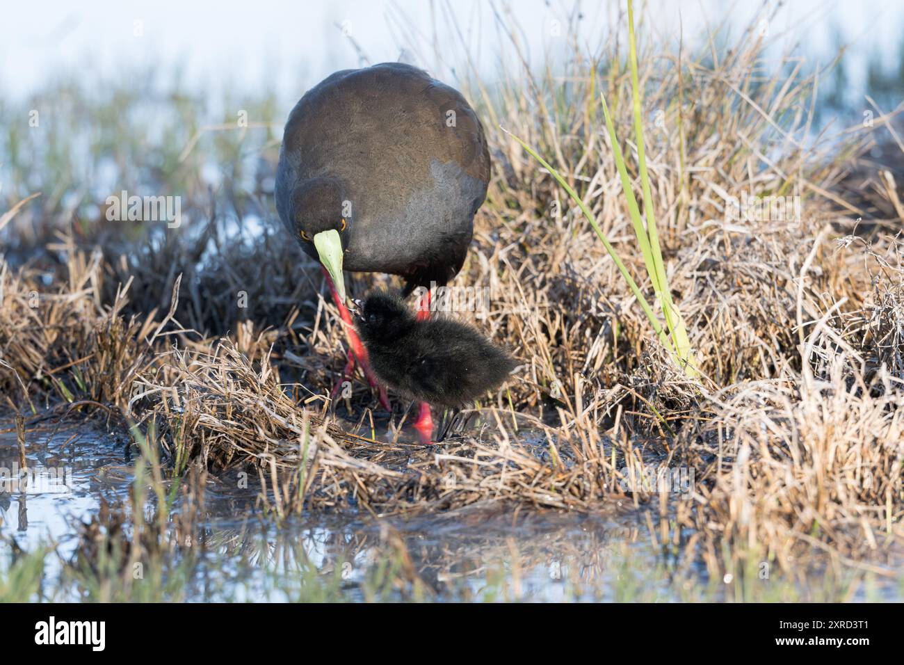 A Black-tailed nativehen parent feeding a single hatchling in the light ...