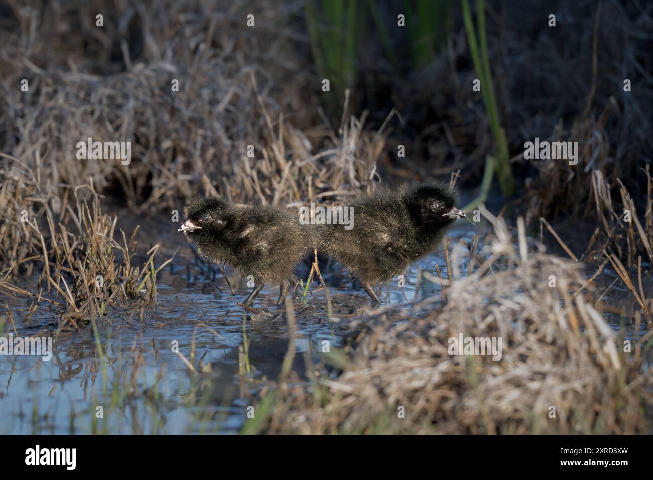 Frontlit hatchlings hi-res stock photography and images - Alamy
